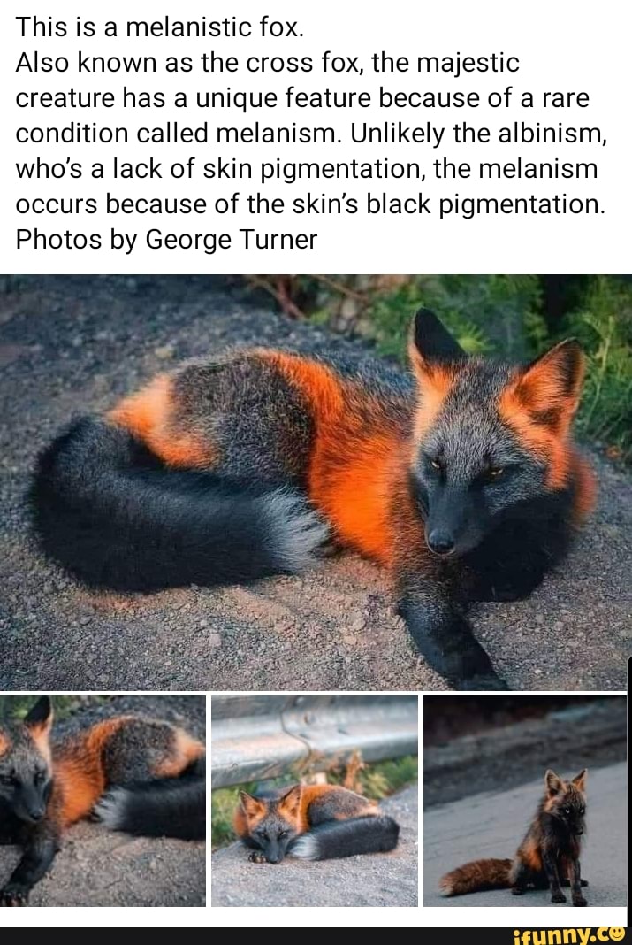 This is a melanistic fox. Also known as the cross fox, the majestic ...