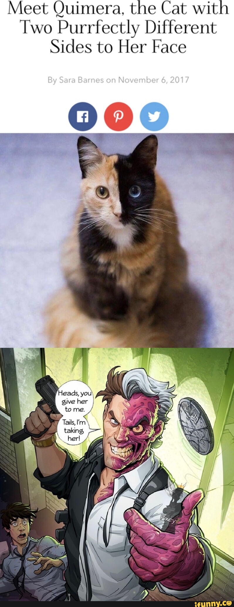 Batman Cat And Two Face Cat