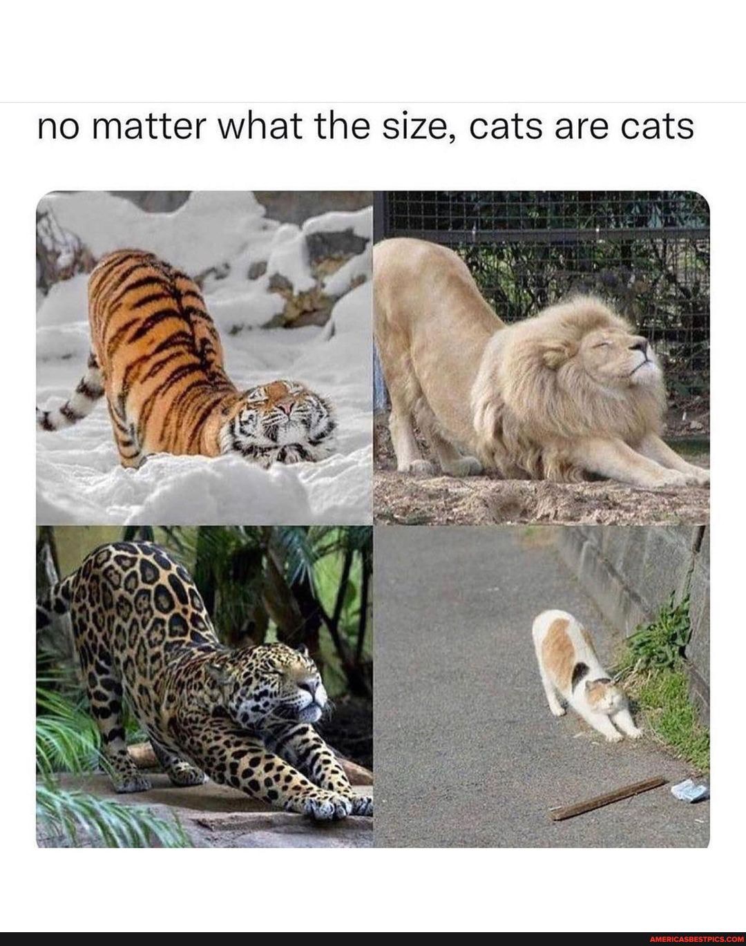 Animal memes to highlight your day 🙏💫 - no matter what the size, cats ...
