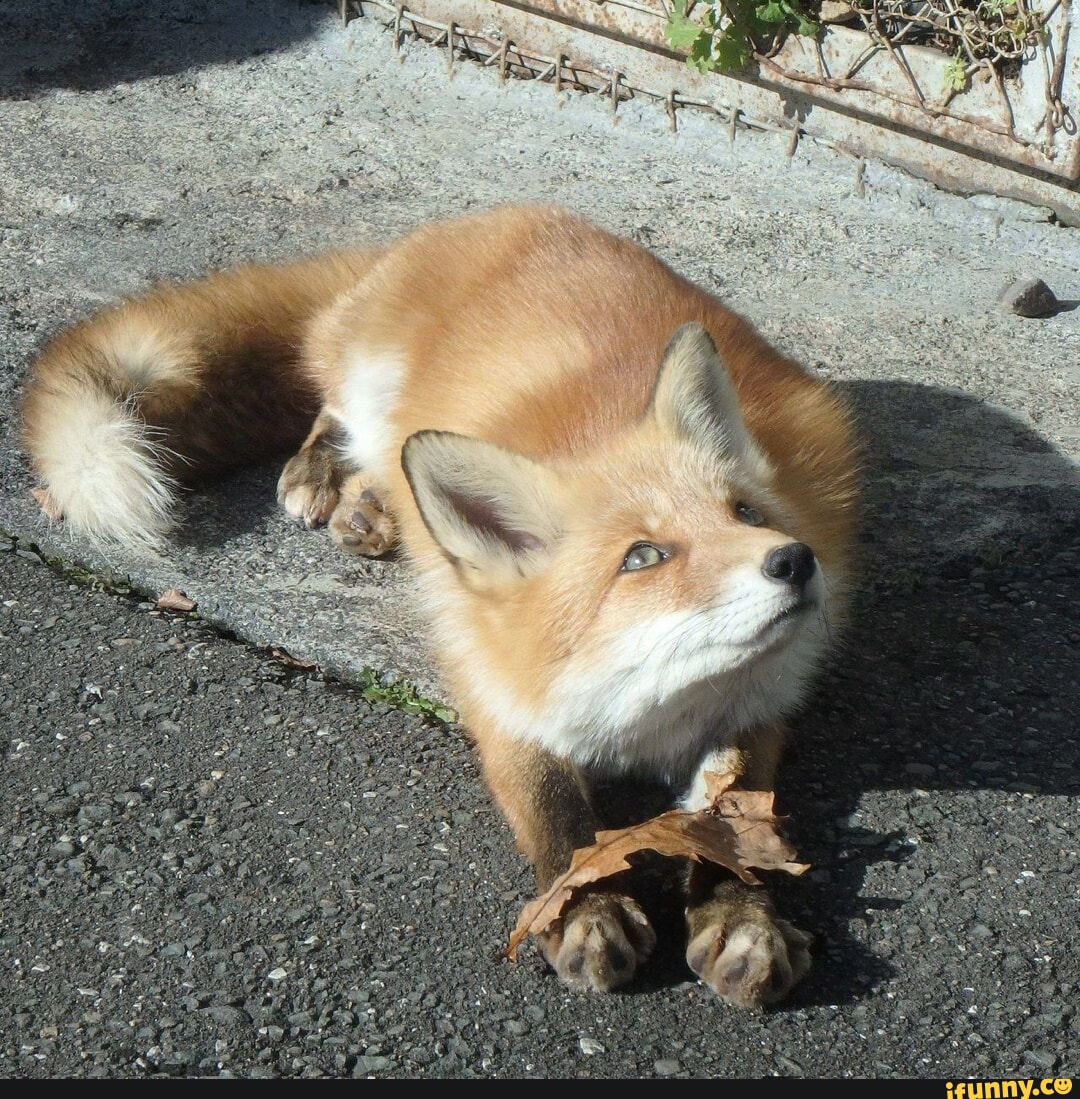Picture memes LrOEPE70B by Foxxo: 15 comments - iFunny