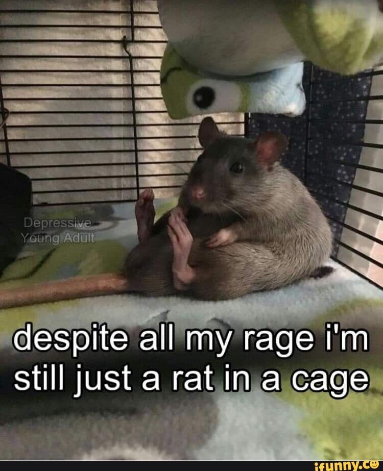 Despite all my rage i'm still just a rat in a cage - iFunny