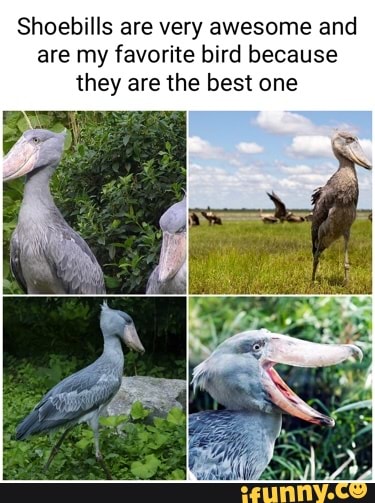 Shoebills memes. Best Collection of funny Shoebills pictures on iFunny