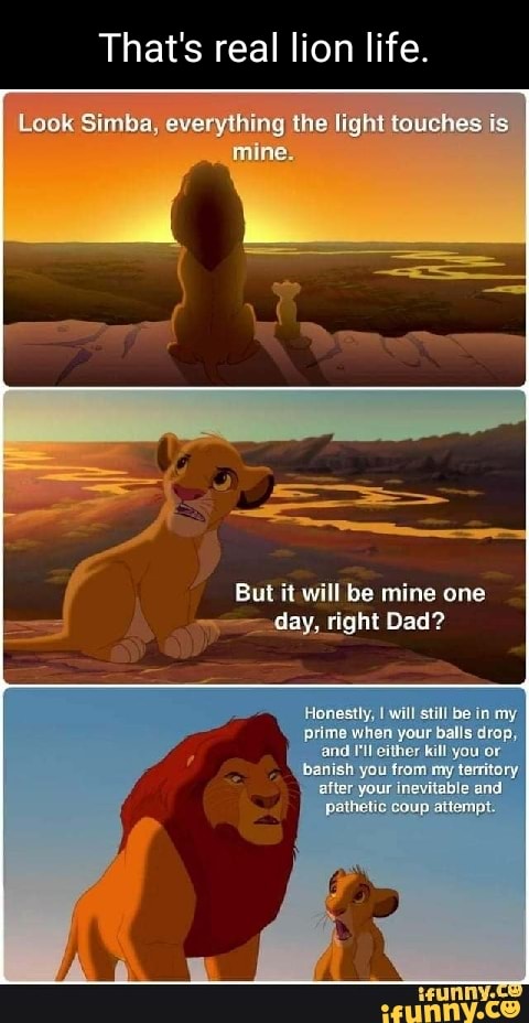 That's real lion life. Look Simba, everything the light touches is mine ...