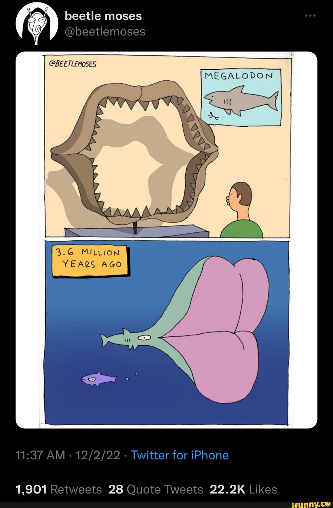 Beetle moses @beetlemoses @BEETLEMOSES MEGALODON 3.6 MILLION YEARS AGO ...