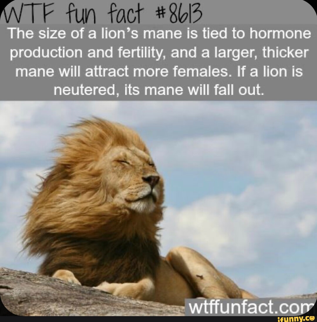 ANTE fun fact Tine size of a lion's mane is tied to hormone production ...