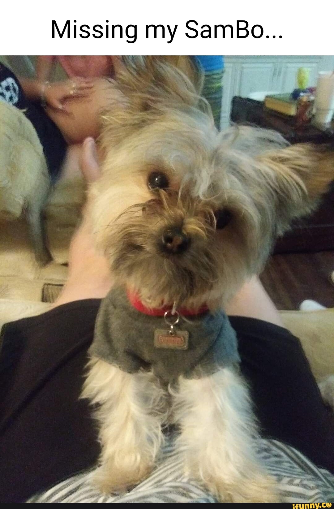 Sambo memes. Best Collection of funny Sambo pictures on iFunny