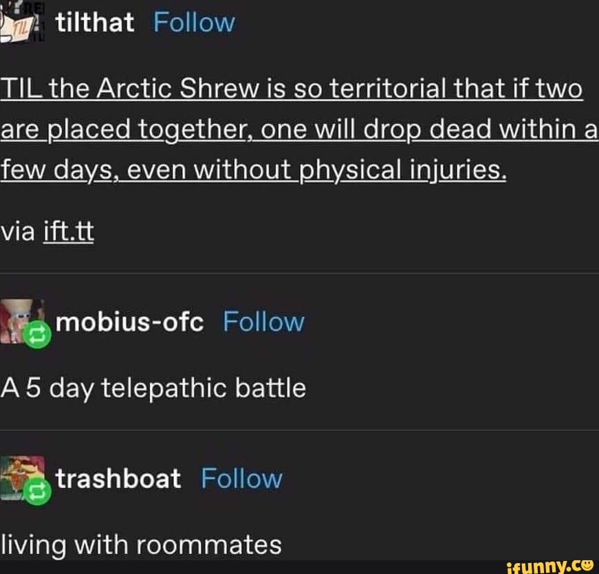 Shrew memes. Best Collection of funny Shrew pictures on iFunny