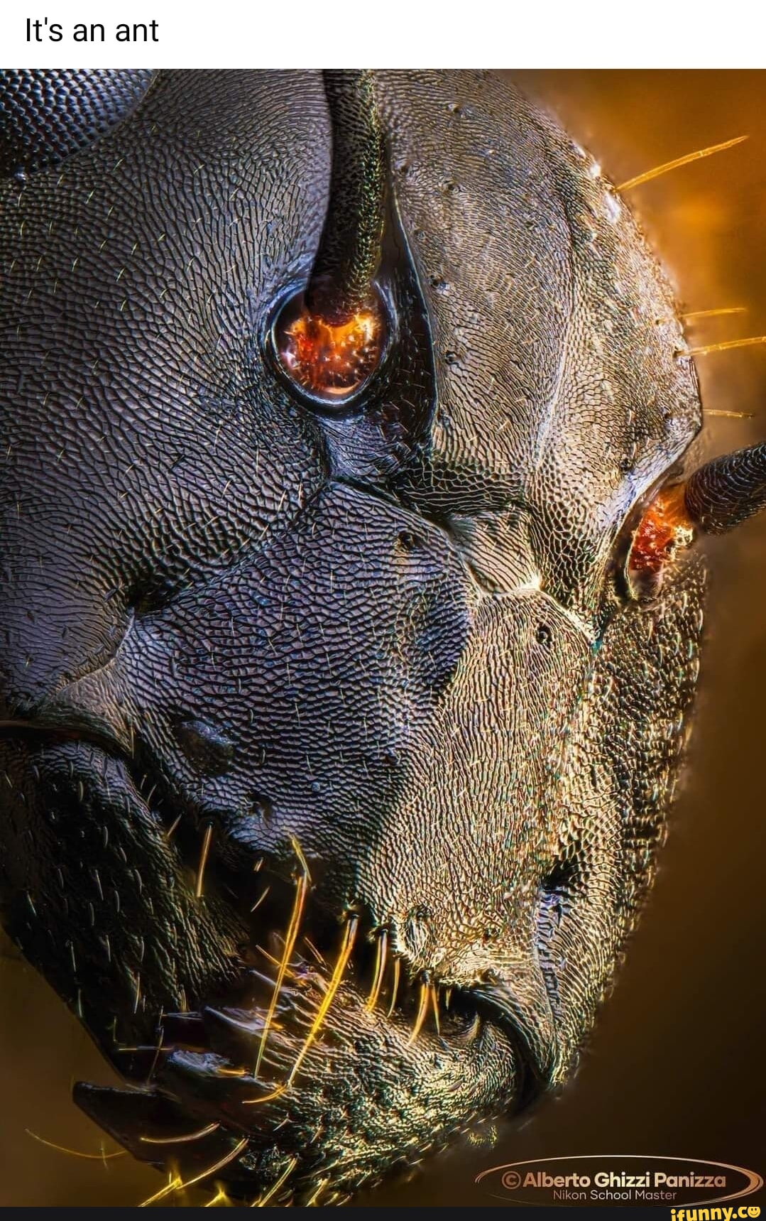 Ken Krantz @KenkrantzComic Don Jr and Hunter Biden should just do an IG ...