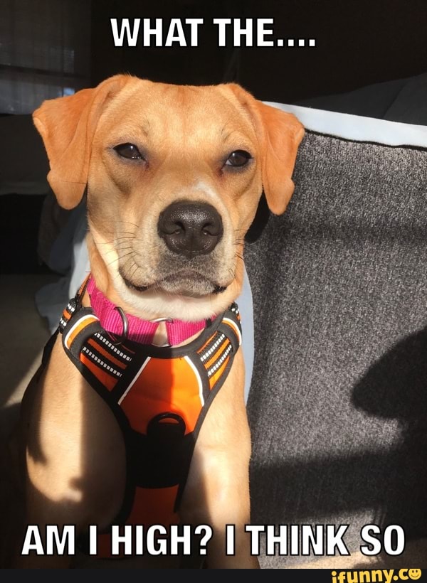 High Dog Memes