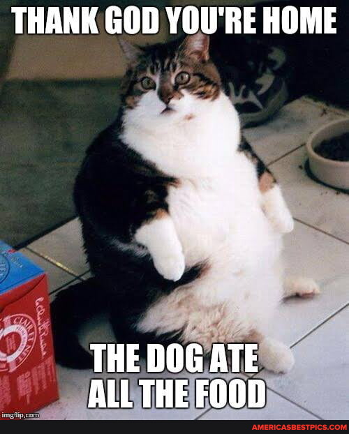 THANK GOD YOU'RE HOME THE DOG ATE ALL THE FOOD - America’s best pics ...