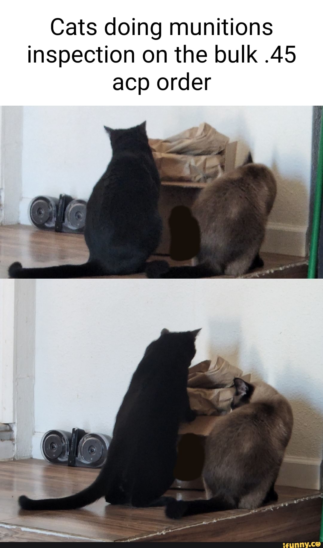 Cats doing munitions inspection on the bulk .45 acp order - iFunny