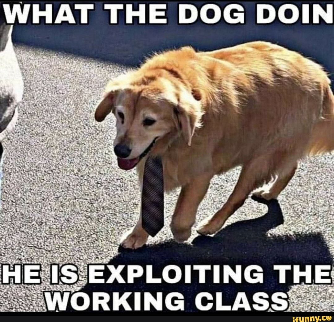 WHAT THE DOG DOIN HE Is. EXPLOITING THE WORKING CLASS. - iFunny