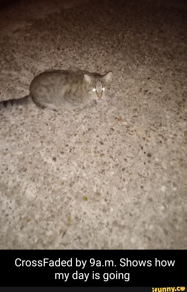 Crossfaded memes. Best Collection of funny Crossfaded pictures on iFunny