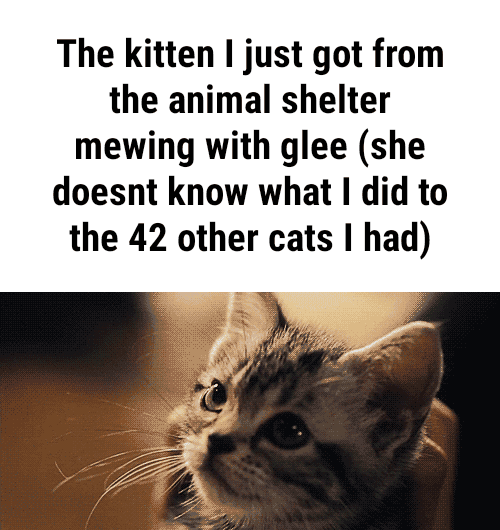 Mewing memes. Best Collection of funny Mewing pictures on iFunny