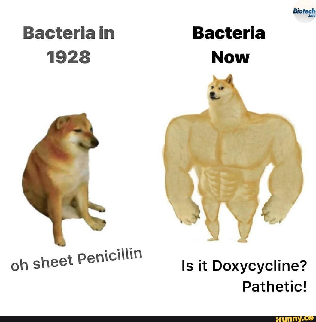Bacteria in Bacteria 1928 Now heet Penicillin ohs Penic Is it ...