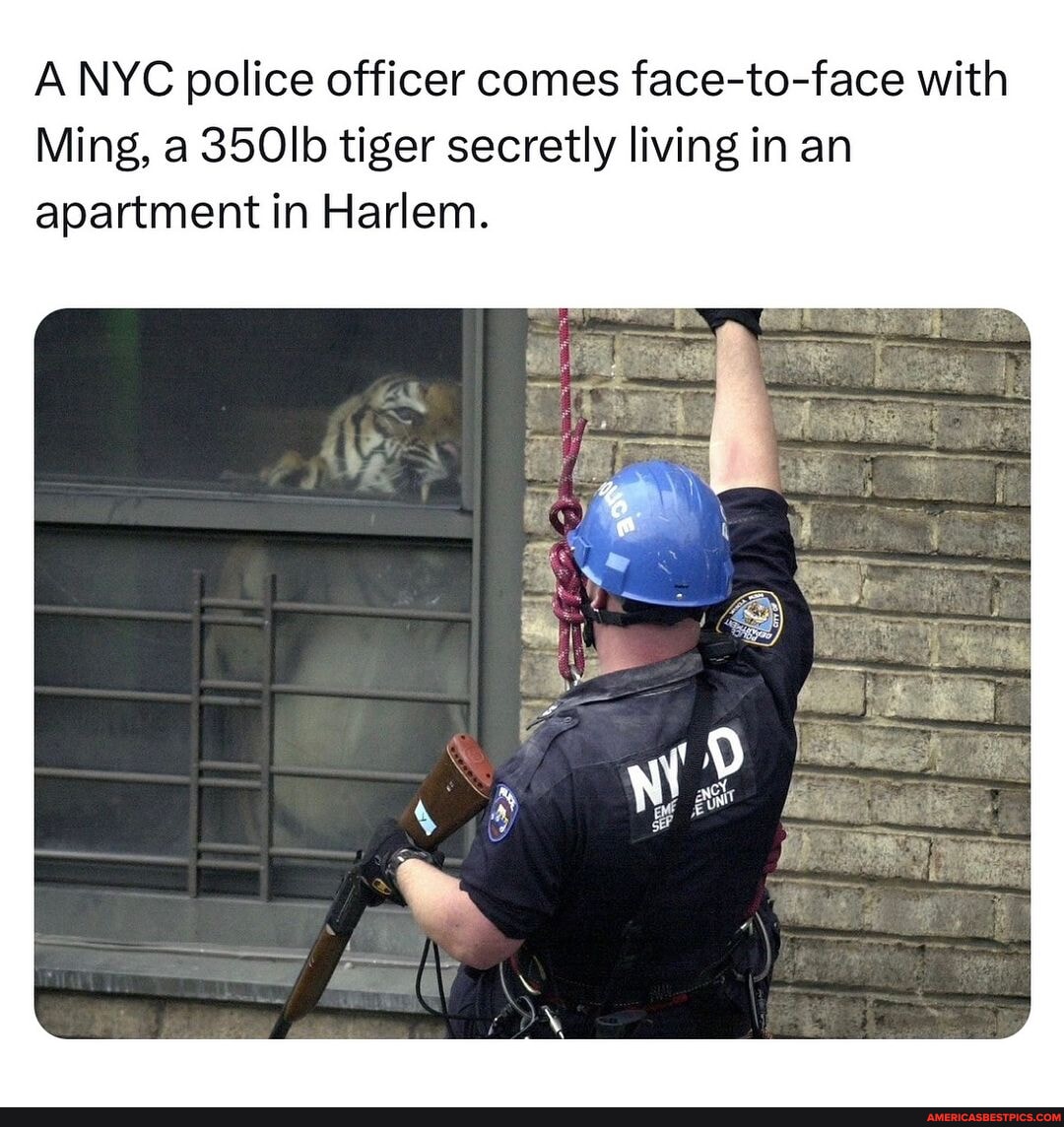 Only in the hood memes explore funny photography - A NYC police officer ...