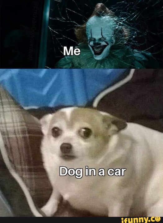 Me Dog ina car - iFunny