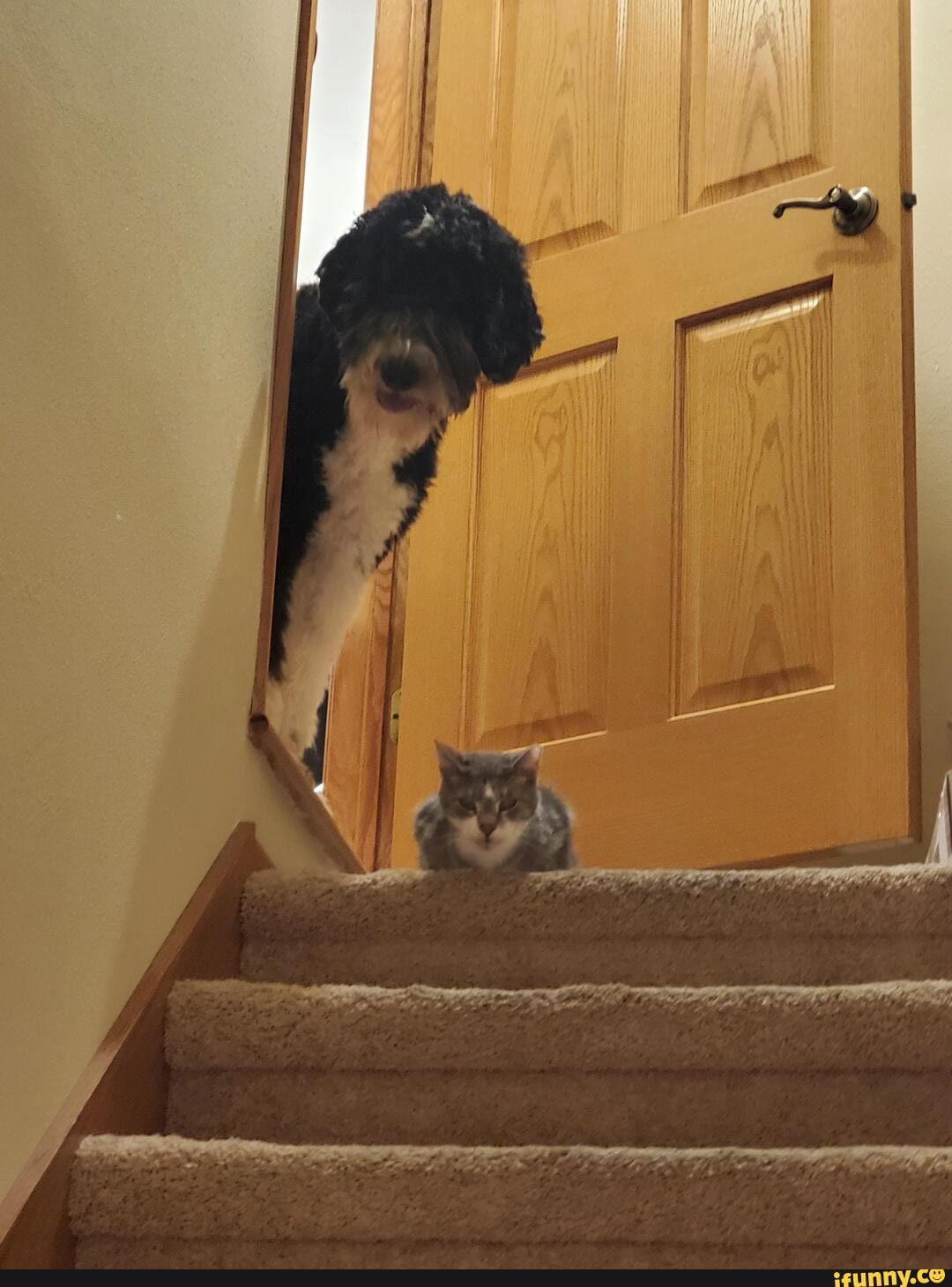 Sheepadoodles memes. Best Collection of funny Sheepadoodles pictures on ...