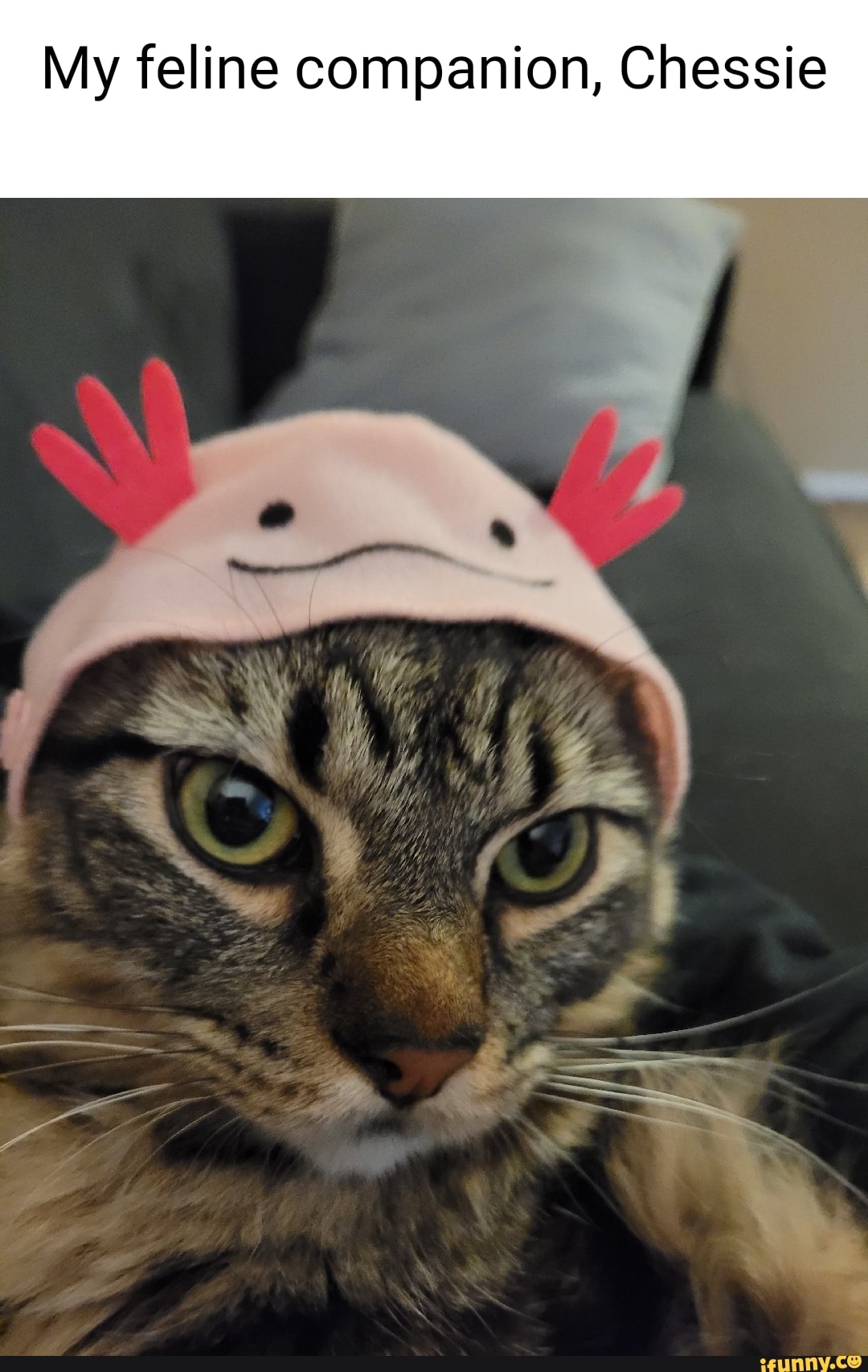 Chessie memes. Best Collection of funny Chessie pictures on iFunny