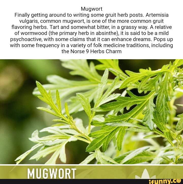 Artemisia memes. Best Collection of funny Artemisia pictures on iFunny