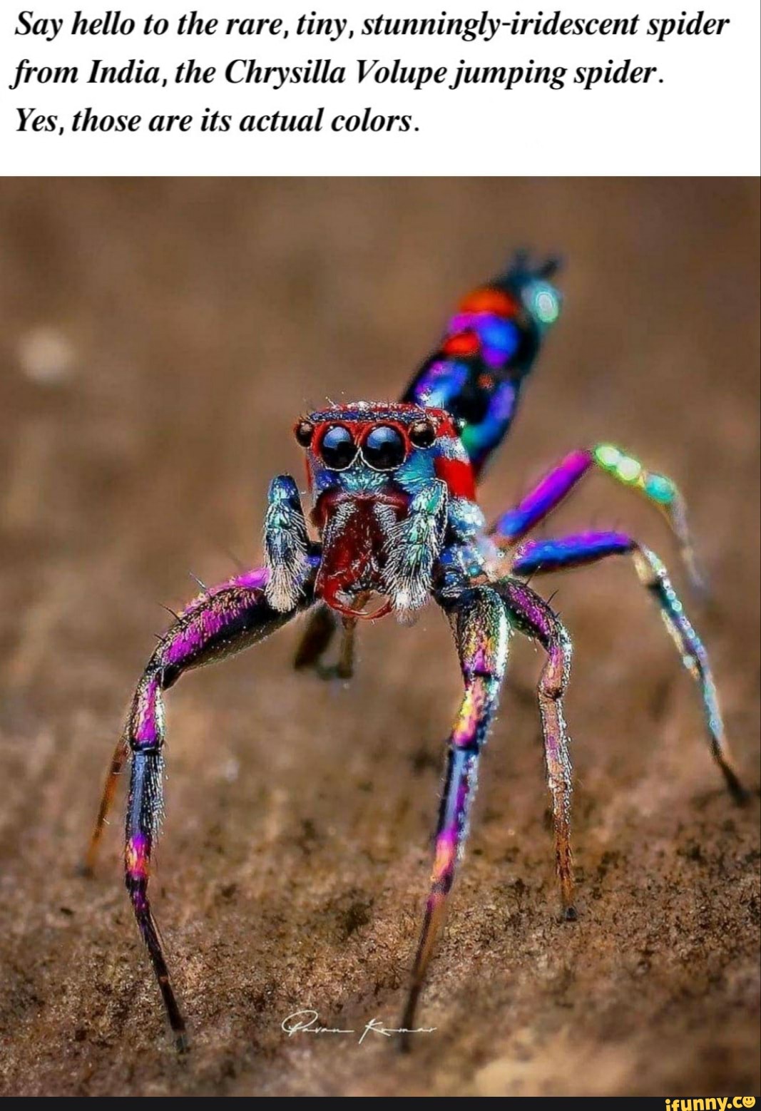 Say hello to the rare, tiny, stunningly-iridescent spider from India ...