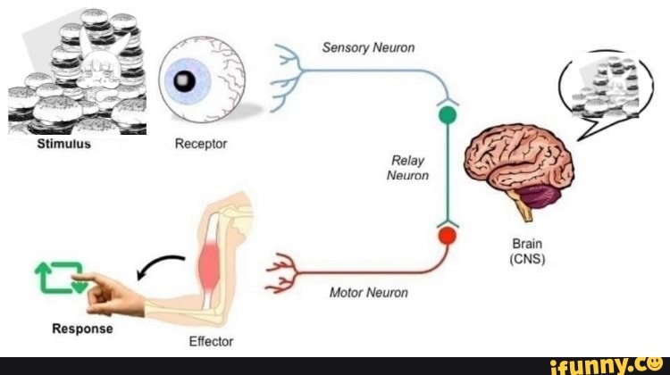 'Sensory Neuron Stimulus Receptor Relay Neuron Brain (CNS) - } Response ...