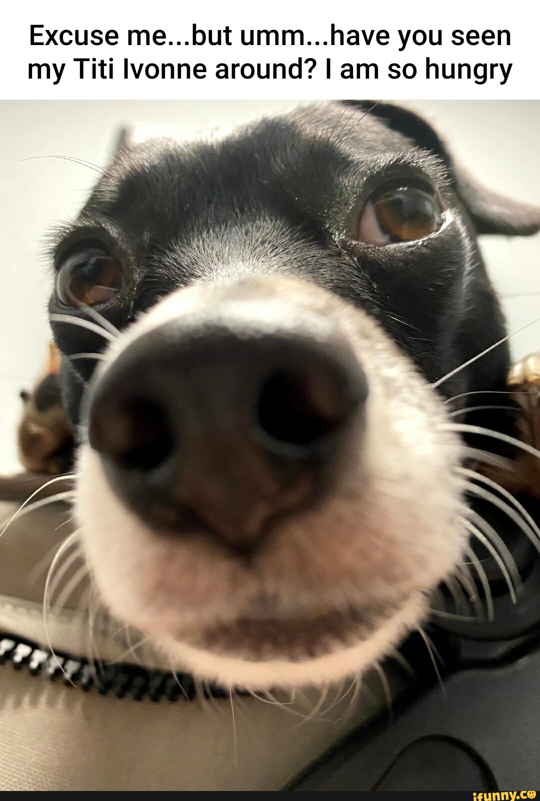 Titi memes. Best Collection of funny Titi pictures on iFunny