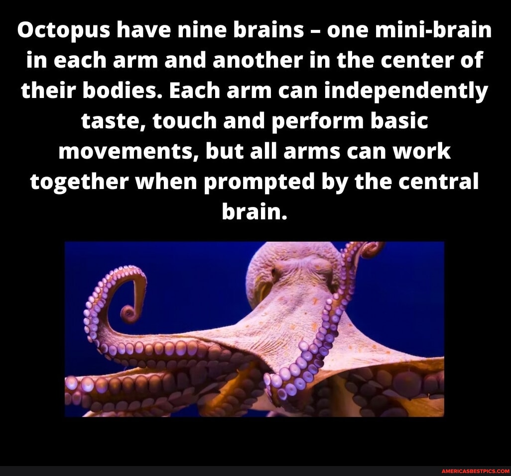 Octopus have nine brains - one mini-brain in each arm and another in ...