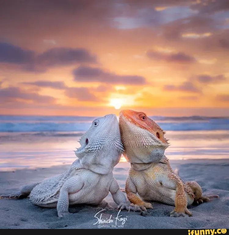 Shinto_the_wild memes. Best Collection of funny Shinto_the_wild ...