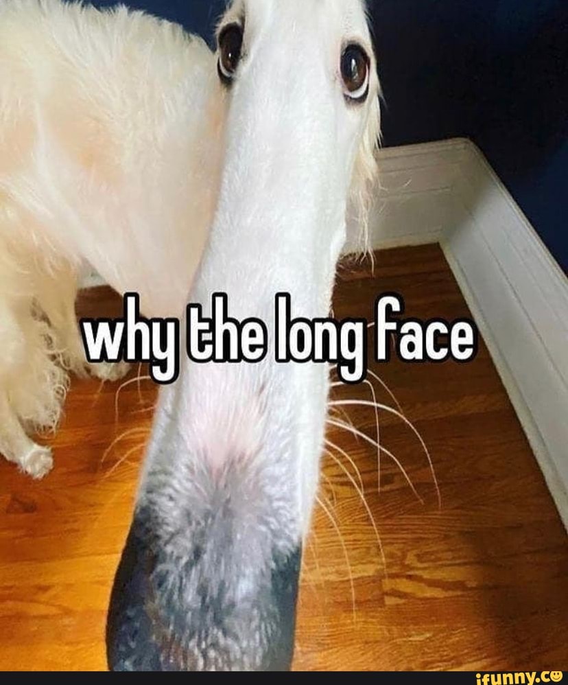 Why the long Face - iFunny