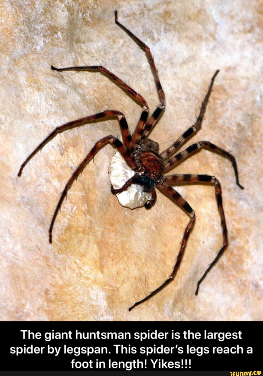 The giant huntsman spider is the largest spider by legspan. This spider ...
