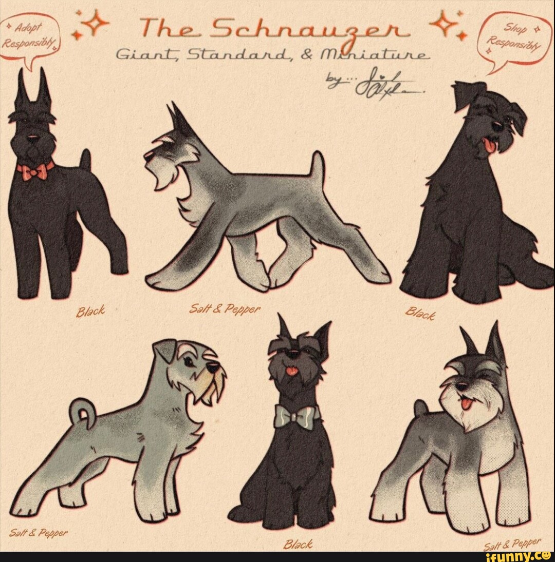Schnauzer memes. Best Collection of funny Schnauzer pictures on iFunny