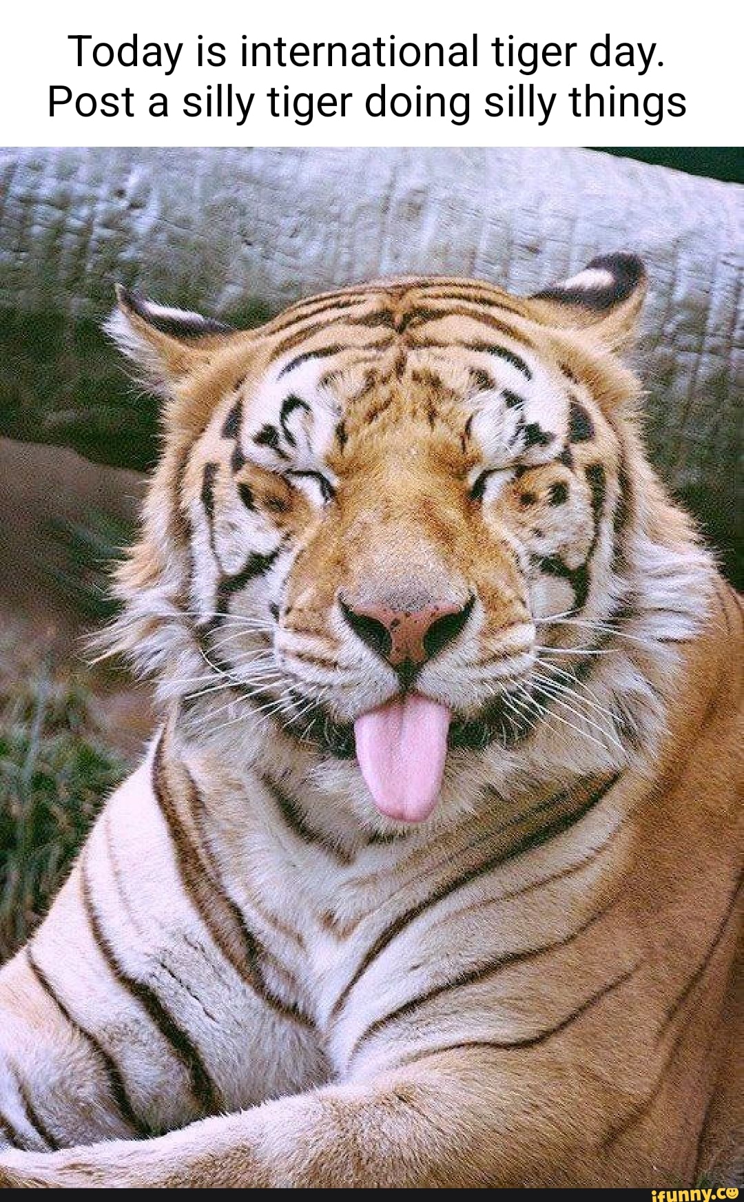 Today is international tiger day. Post a silly tiger doing silly things ...