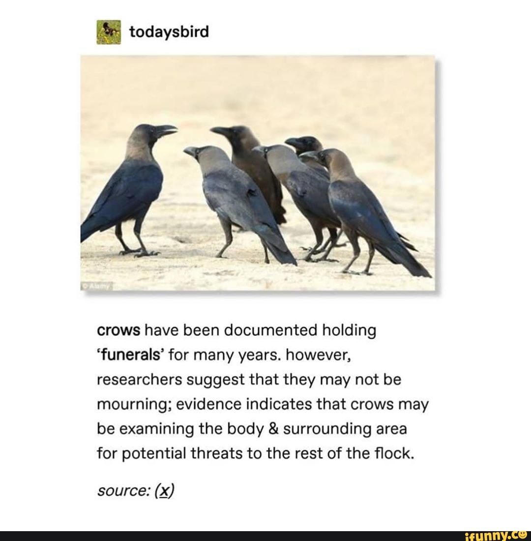 Crows have been documented holding 'funerals' for many years. however ...