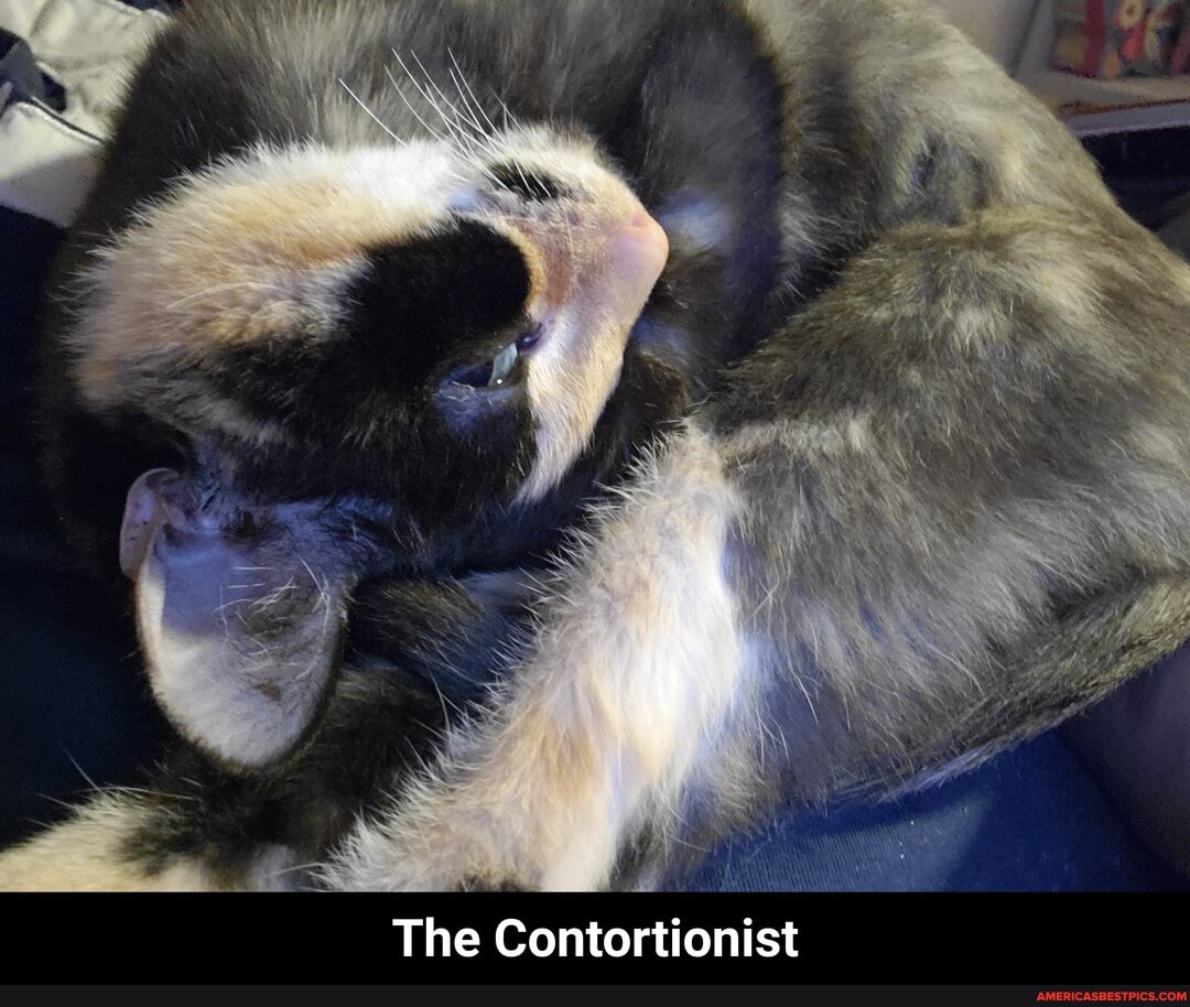 The Contortionist - The Contortionist - America’s best pics and videos