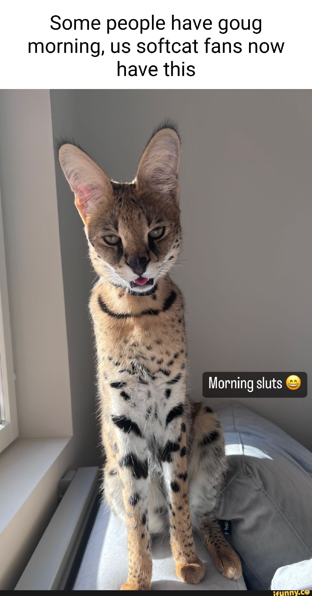 Goug memes. Best Collection of funny Goug pictures on iFunny