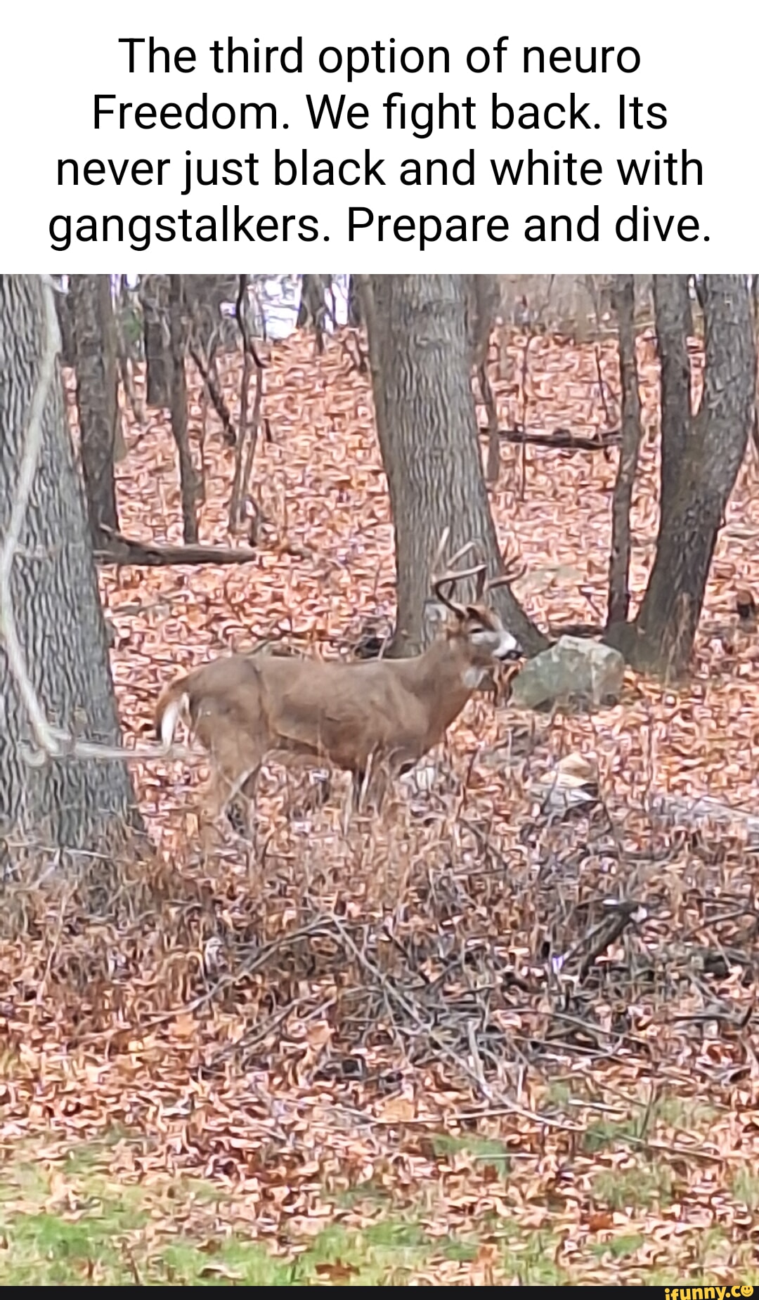 Neuro memes. Best Collection of funny Neuro pictures on iFunny