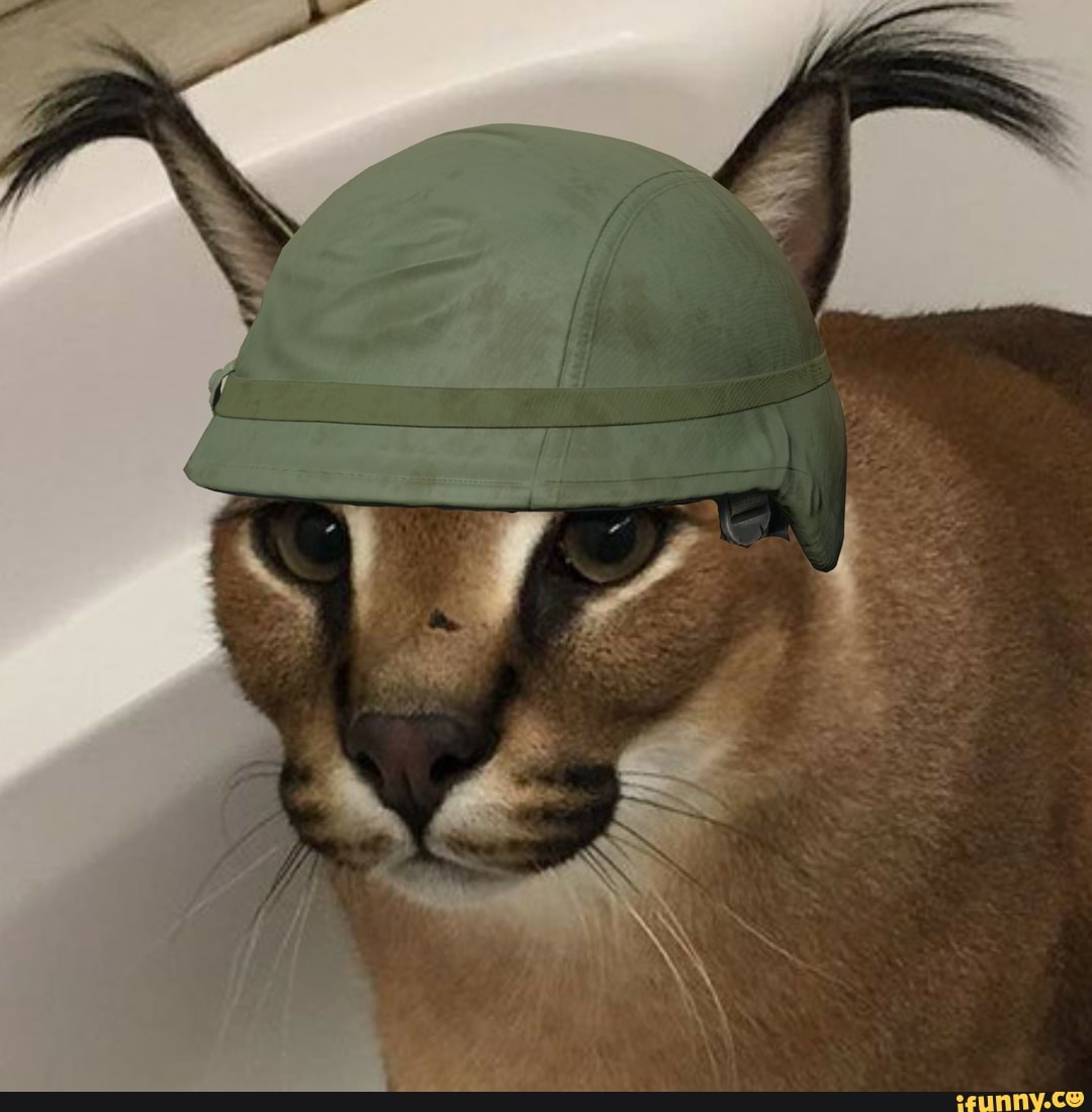 Wildcat memes. Best Collection of funny Wildcat pictures on iFunny