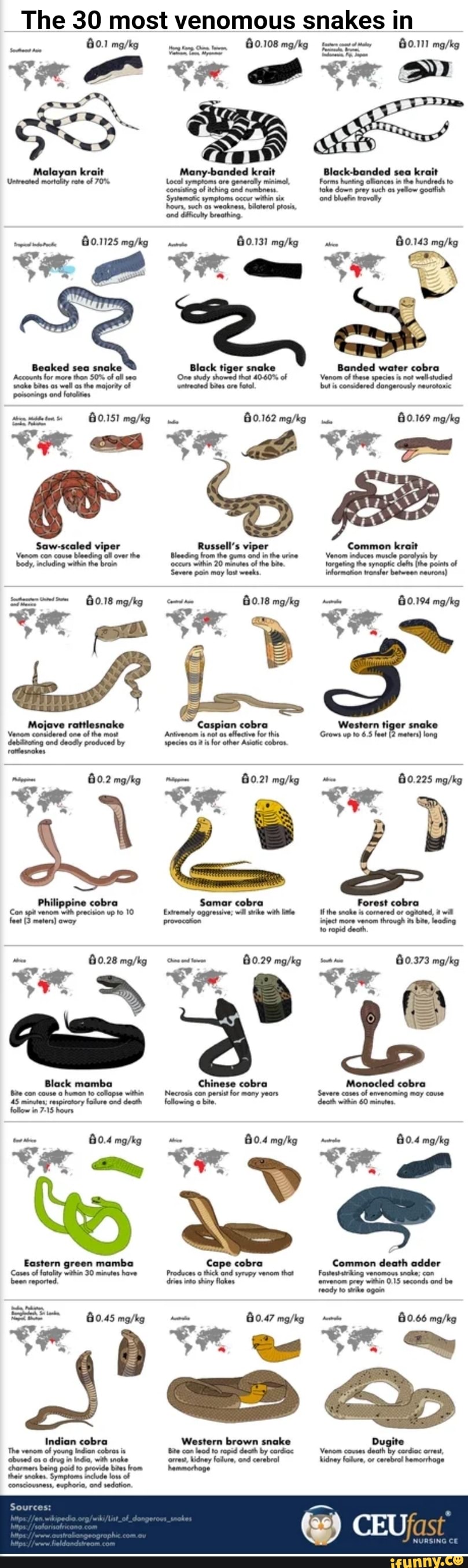 The 30 most venomous snakes in DD Malayan krait Many-banded krait Black ...