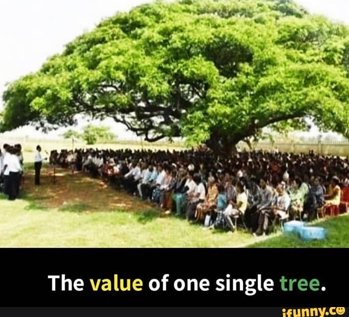 The value of one single tree. - iFunny