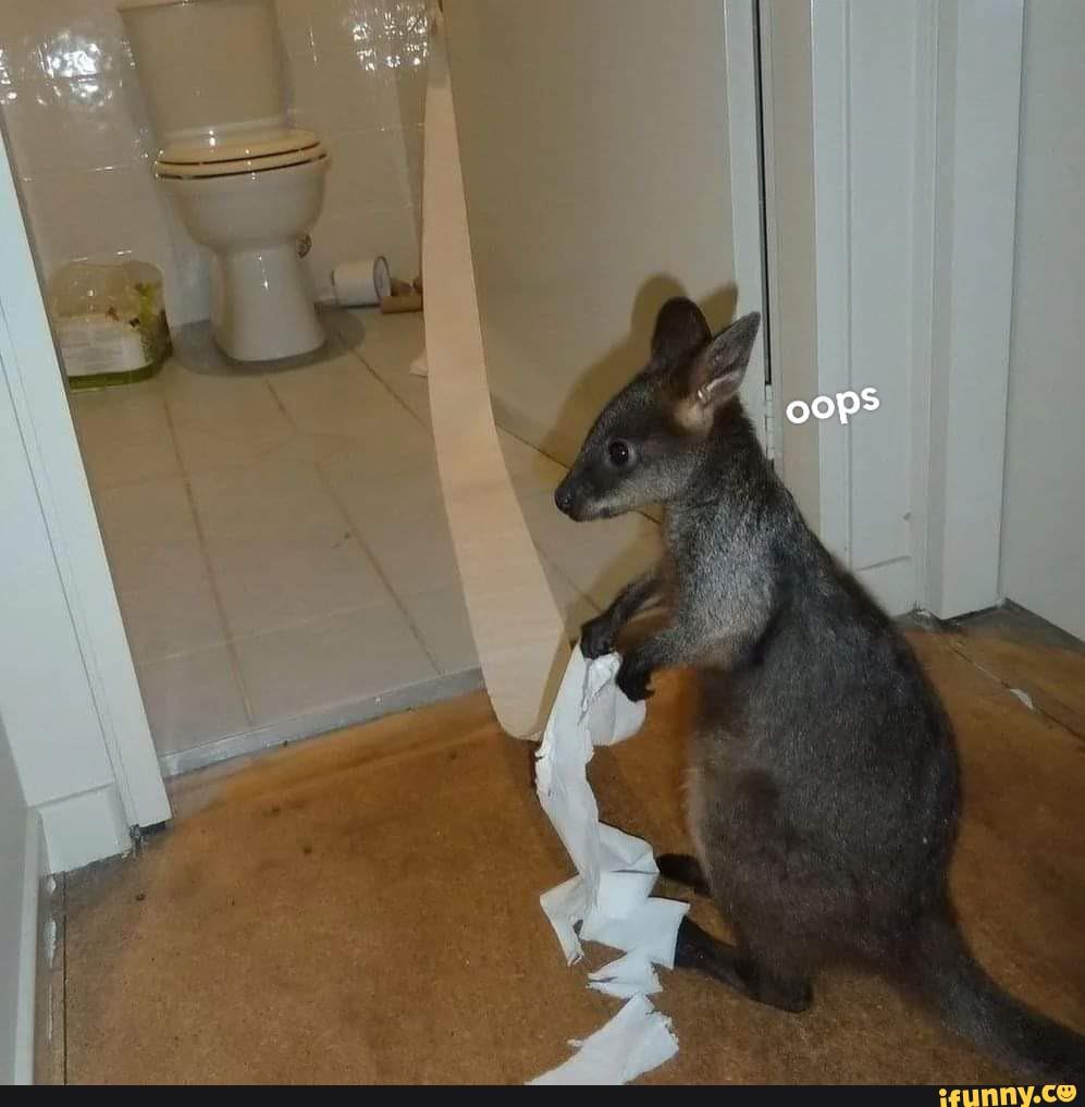 Marmots memes. Best Collection of funny Marmots pictures on iFunny