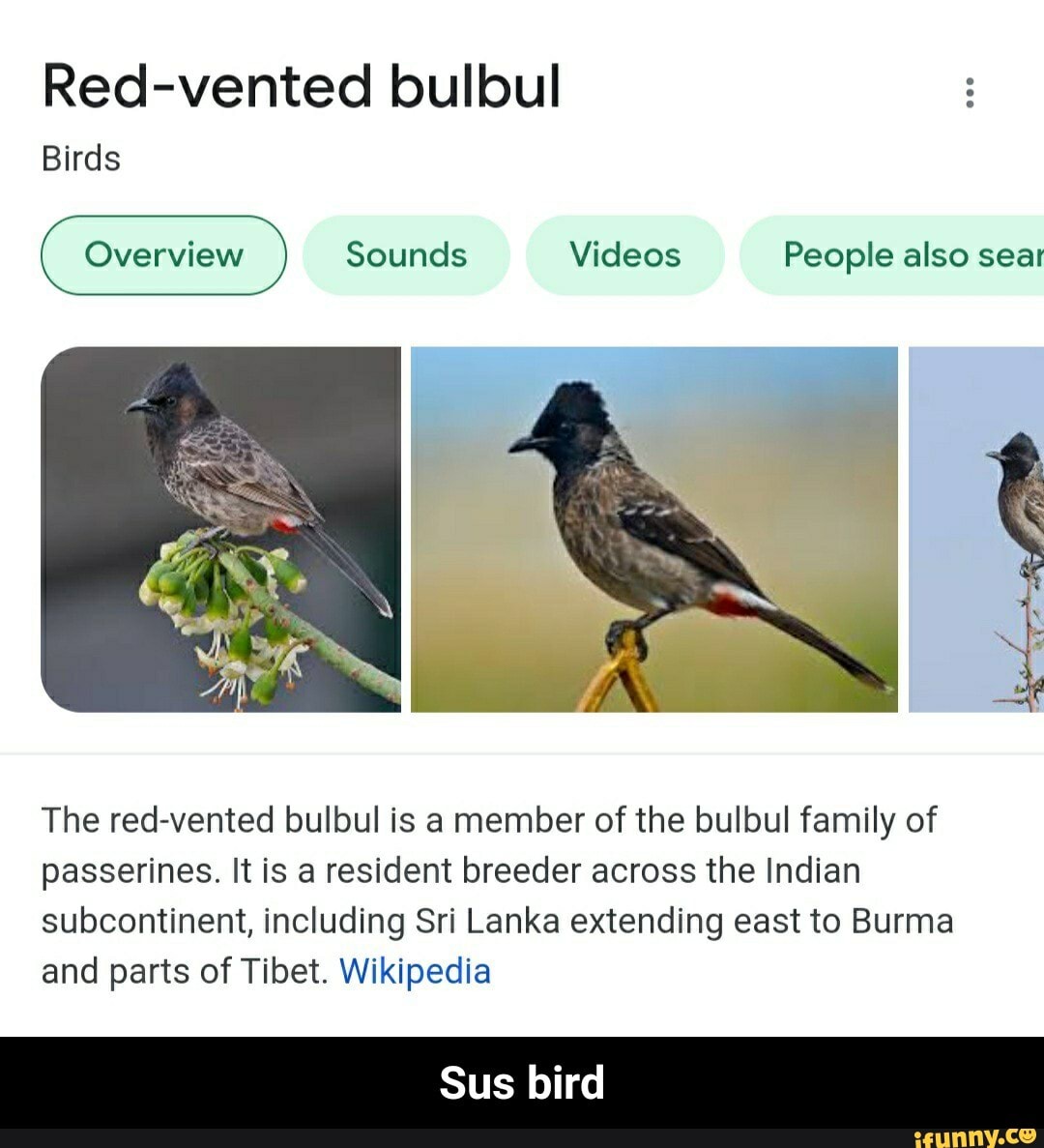 Passerines memes. Best Collection of funny Passerines pictures on iFunny