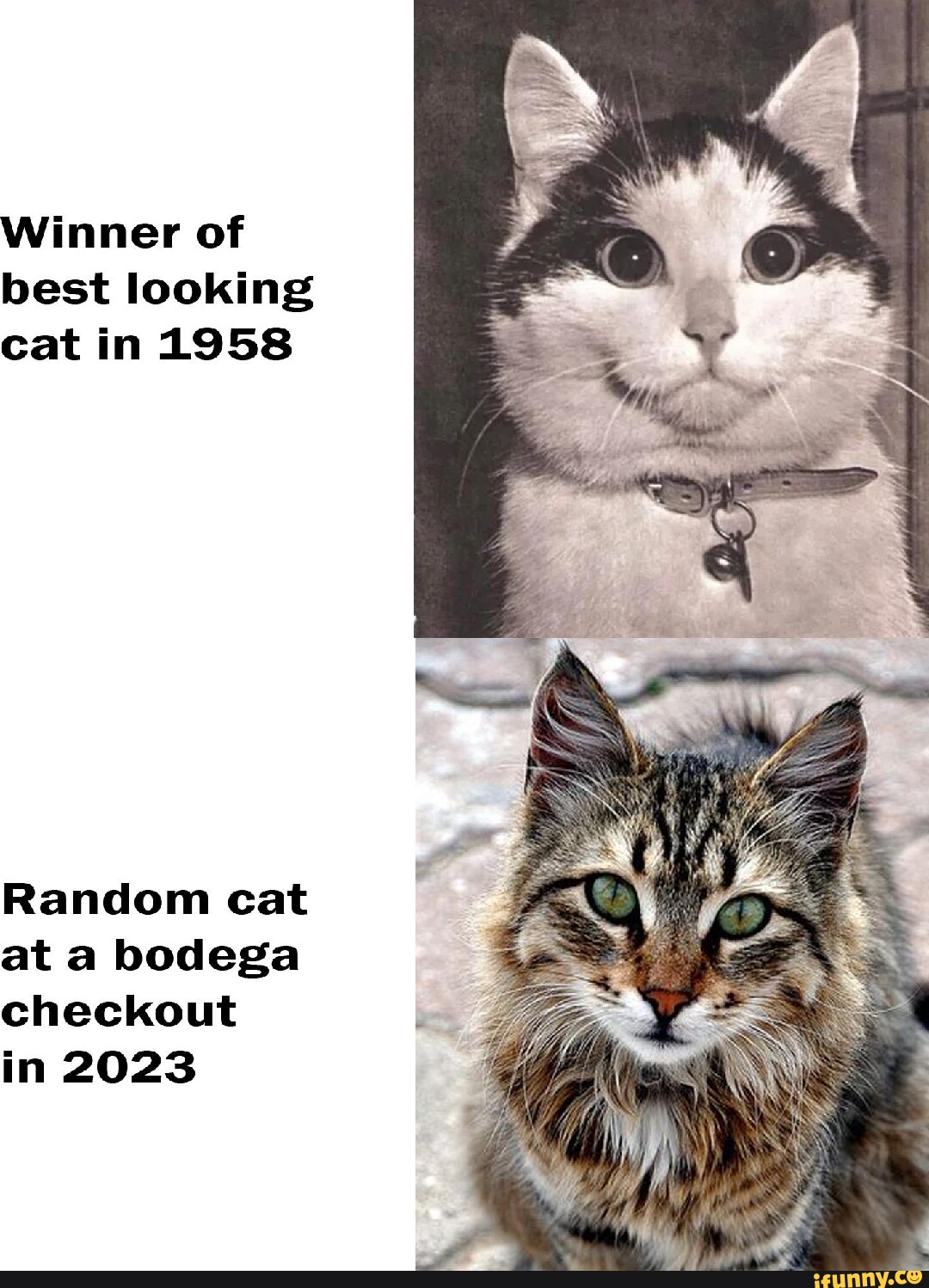 Winner of best looking cat in 1958 Random cat at a bodega checkout in ...