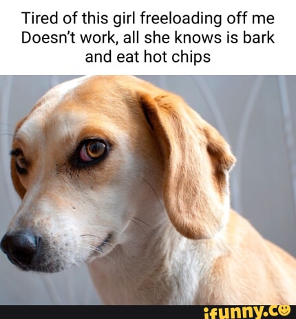 Freeloading memes. Best Collection of funny Freeloading pictures on iFunny