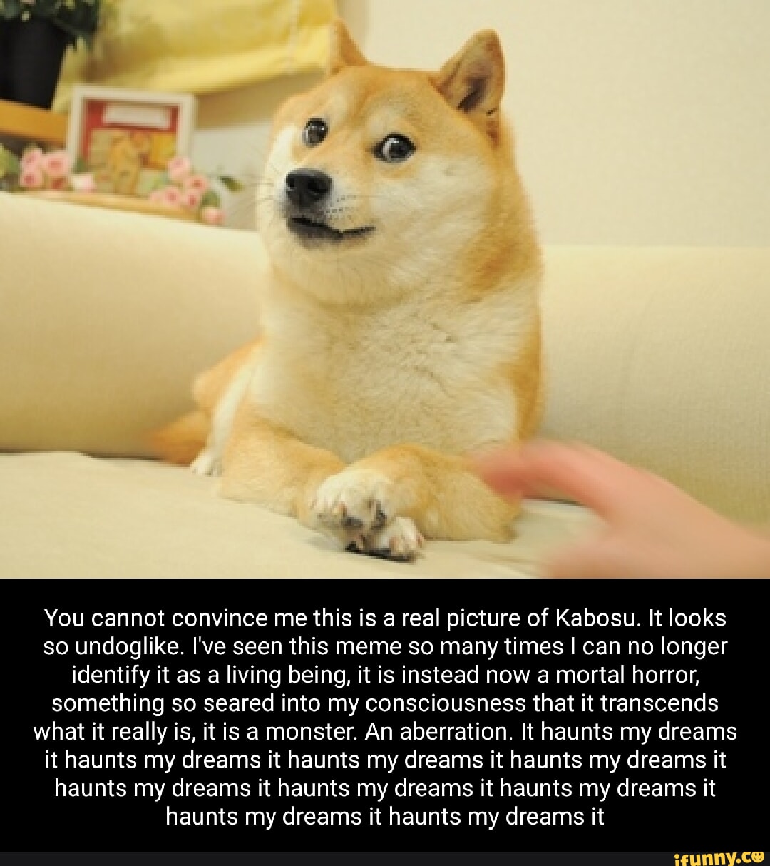 Kabosu memes. Best Collection of funny Kabosu pictures on iFunny