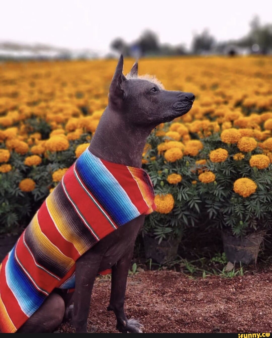 Xoloitzcuintle memes. Best Collection of funny Xoloitzcuintle pictures ...