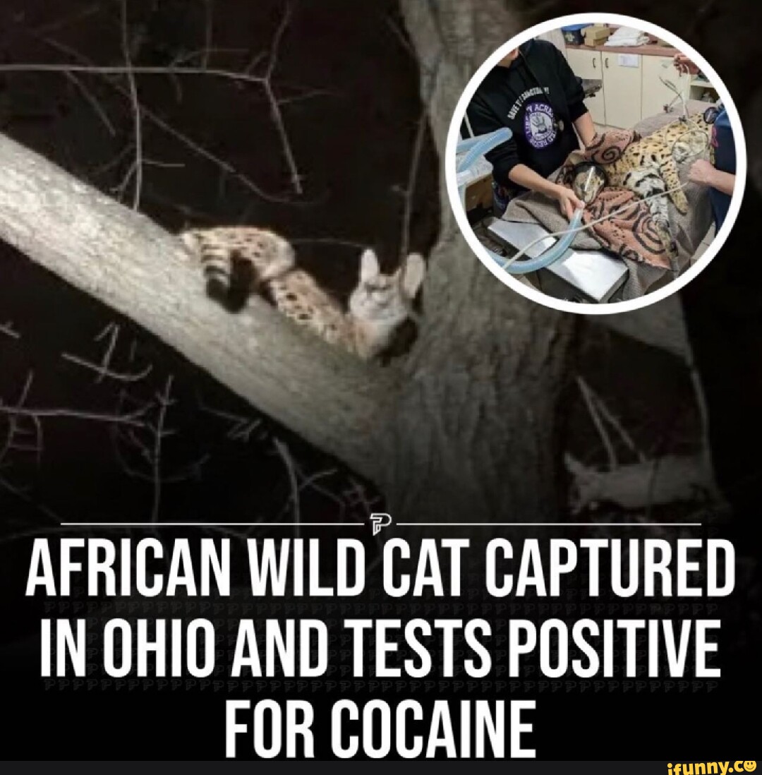 AFRICAN WILD CAT CAPTURED IN OHIO AND TESTS POSITIVE FOR COCAINE - iFunny