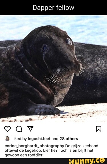 Legoshi memes. Best Collection of funny Legoshi pictures on iFunny