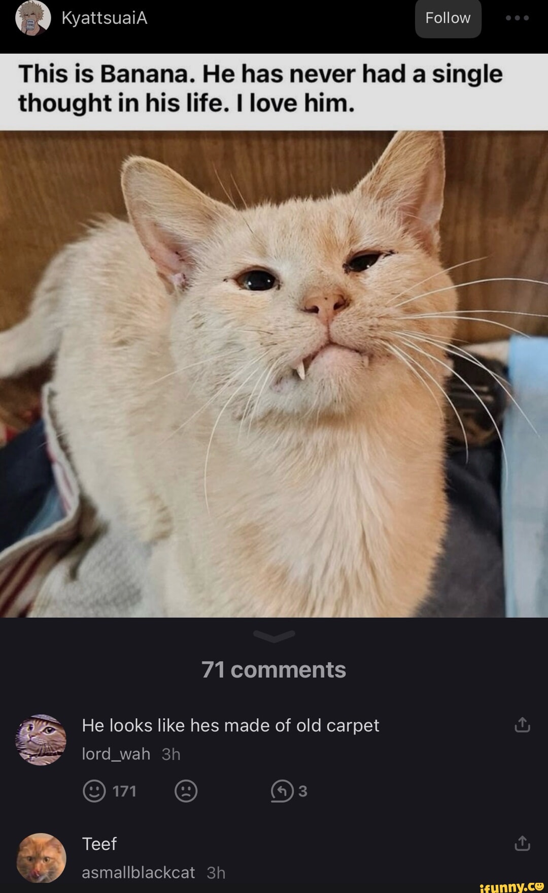 This is Banana. He has never had a single thought in his life. I love ...