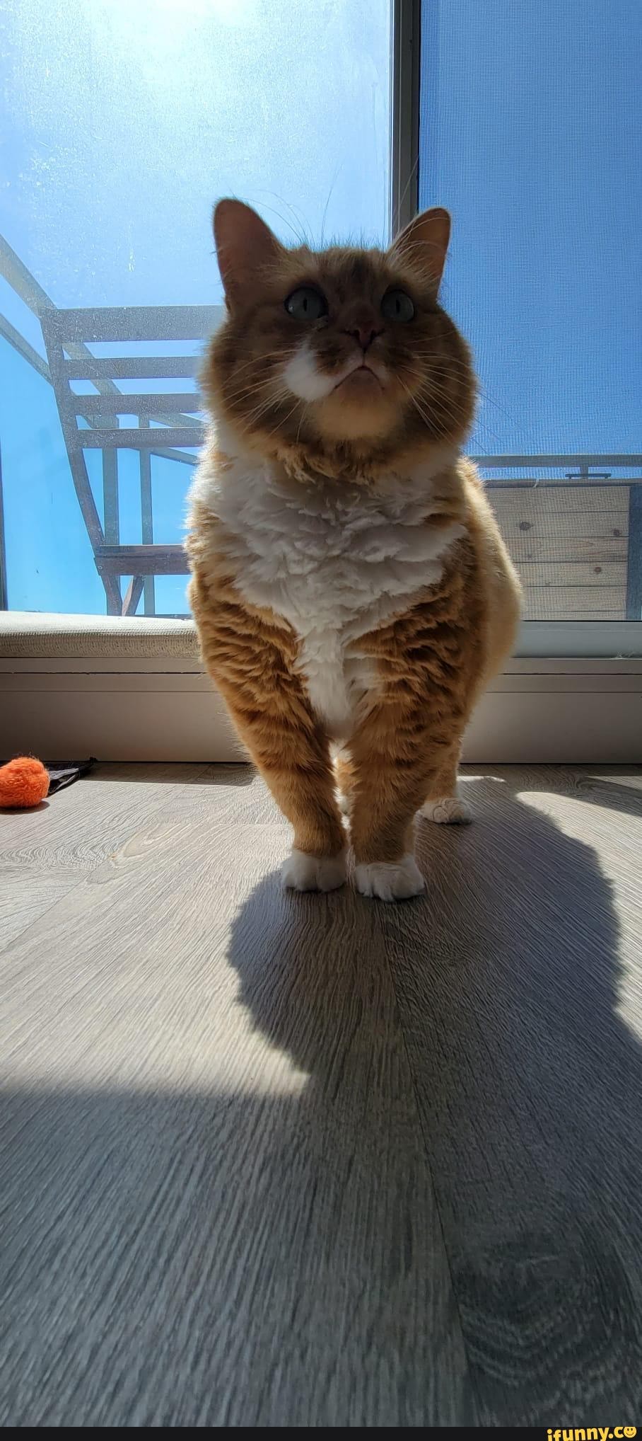 Rescue_cat memes. Best Collection of funny Rescue_cat pictures on iFunny